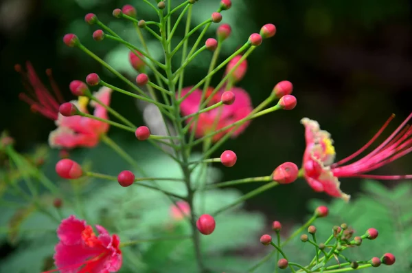 Ethiopian flowers Stock Photos, Royalty Free Ethiopian flowers Images ...