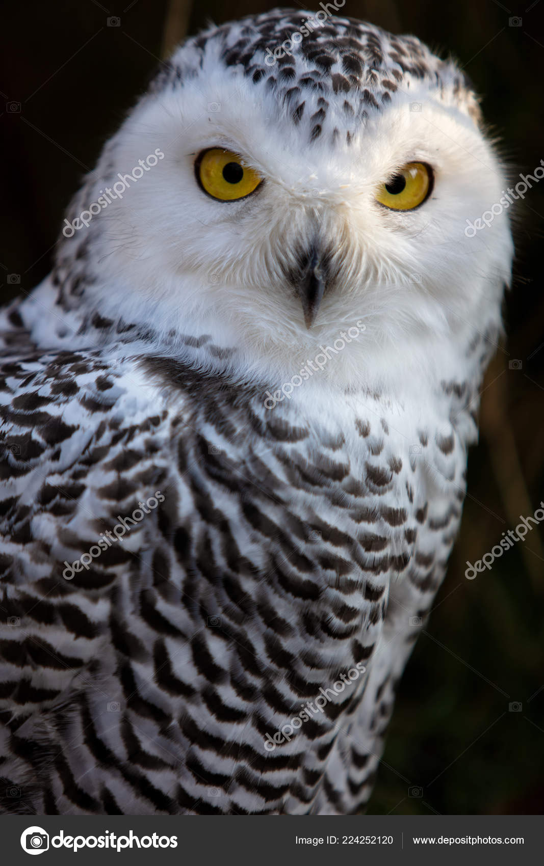 Snowy Owl Close Up