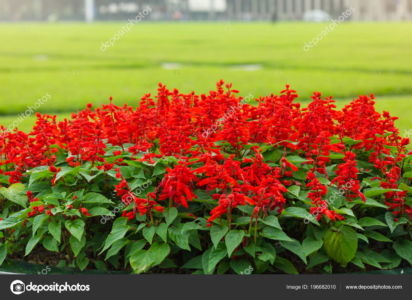 Red Salvia