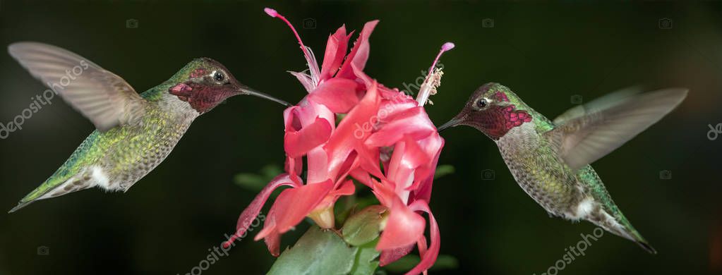 Two hummingbirds Pictures, Two hummingbirds Stock Photos & Images ...