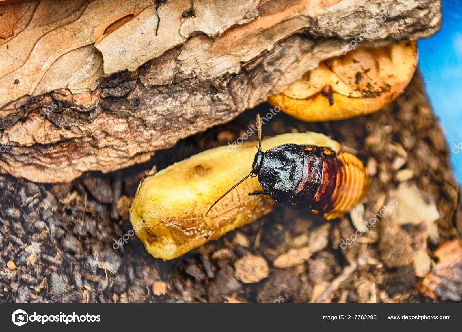 Madagaskar Hissing Torakka Alias Gromphadorina Portentosa Syödessään ...