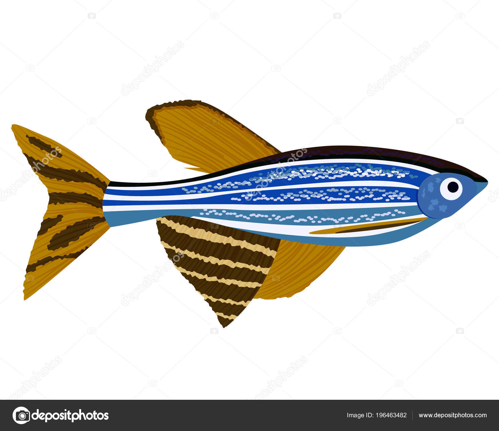 Dibujos animados de pez cebra Danio rerio acuario peces Vector de stock ...