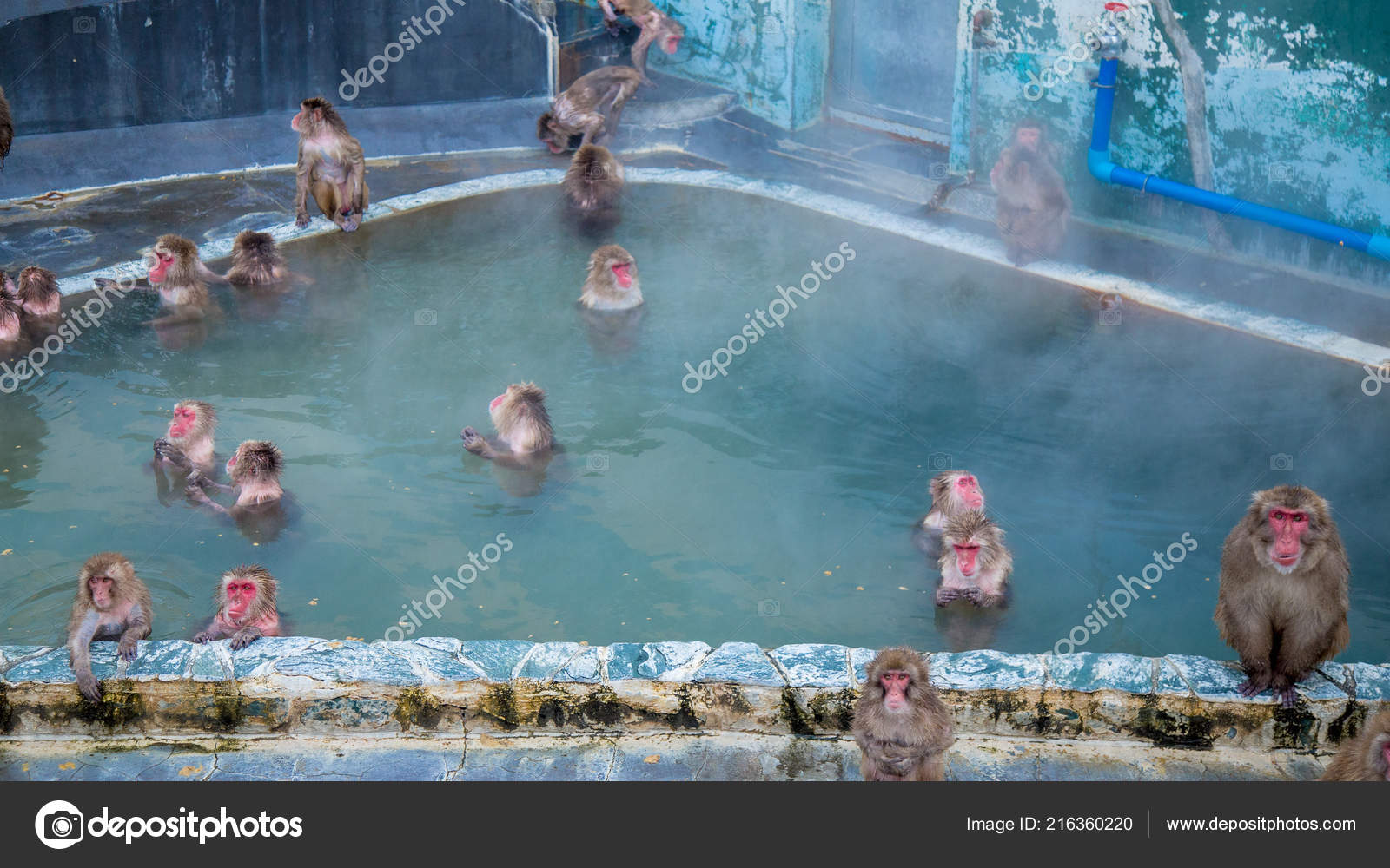 Monkey Hot Spring Tub Call Monkey Onsen Winter Season Tropical — Stock ...