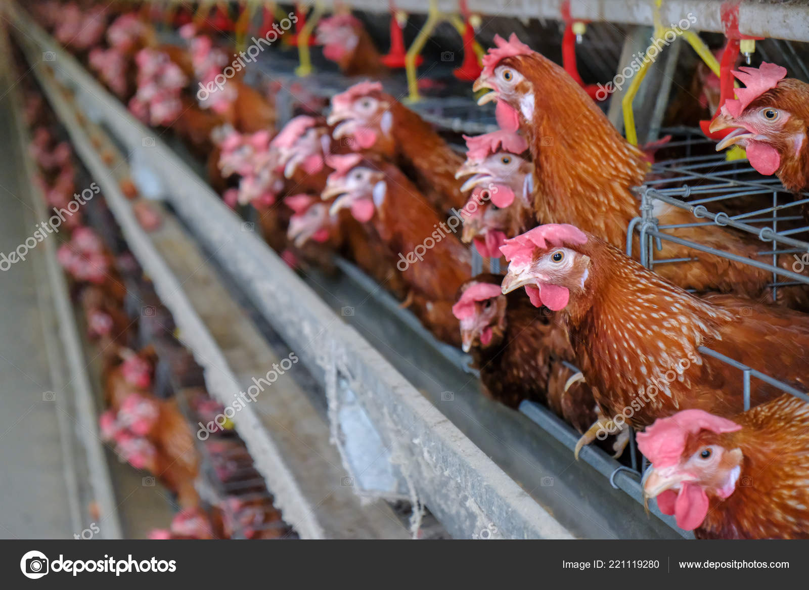 Layer Chickens Multilevel Production Line Conveyor Production Line ...