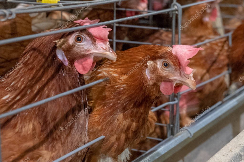 Pollos de capa con línea de producción multinivel línea de producción ...