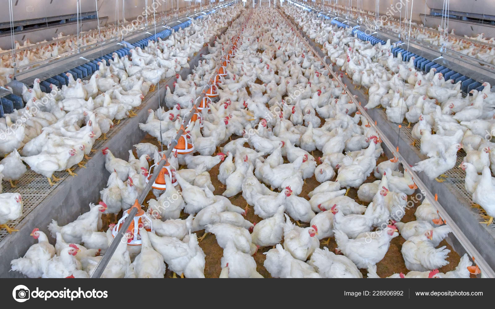 Poultry Broiler Farm Business Group White Chickens Parent Stock Modern ...