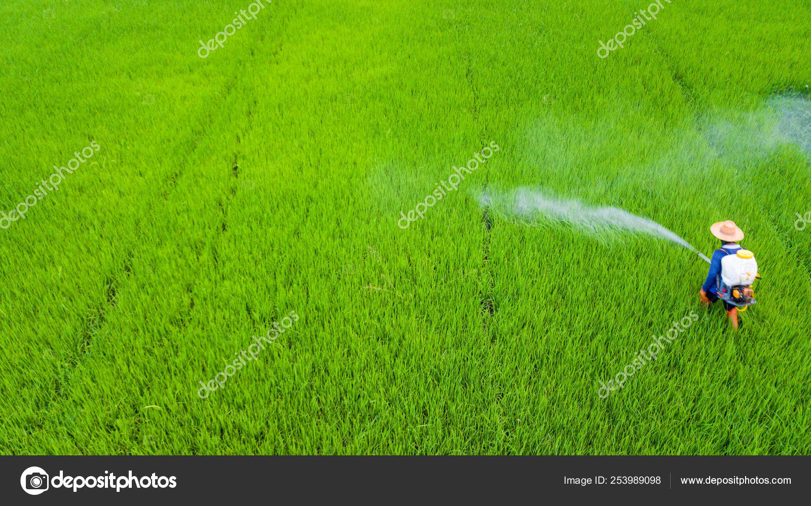 Farmer Activity Knapsack Sprayer Spray Insecticide Fresh Rice Farm ...