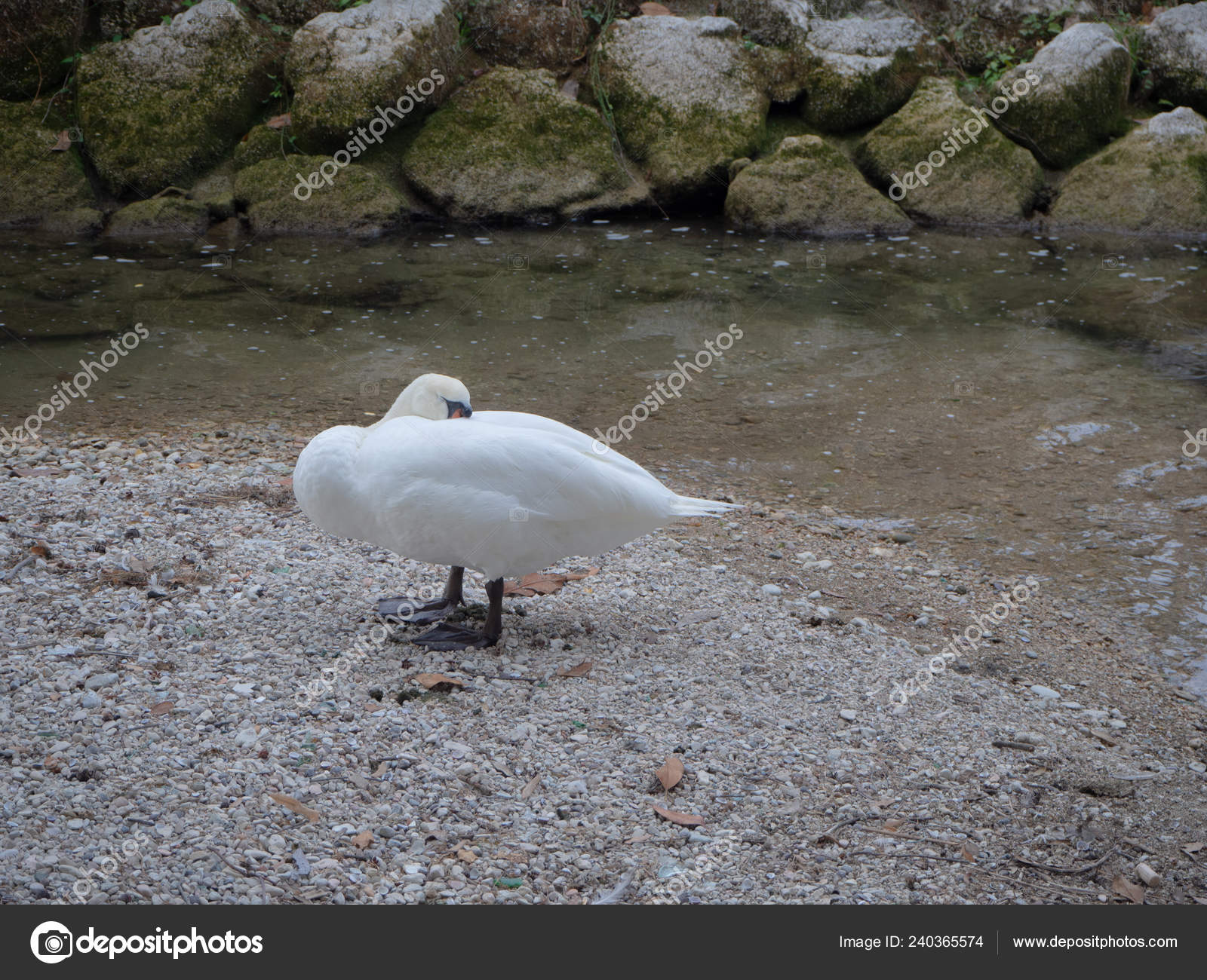 Sleepy Swan Standing Legs River — Stock Photo © tilli7 #240365574