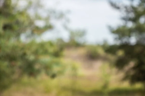 Blur background. Forest landscape blur background. - Stock Image ...