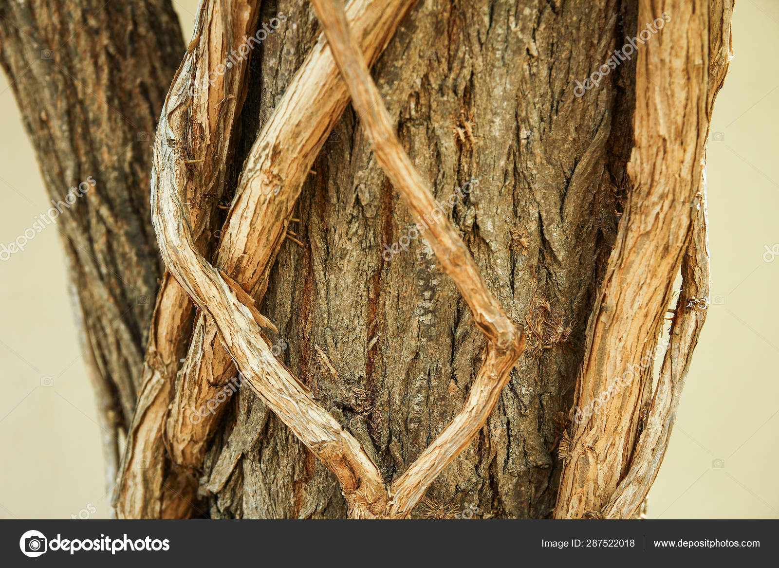 Beautiful intertwined tree roots background — Stock Photo © Kostia777 ...