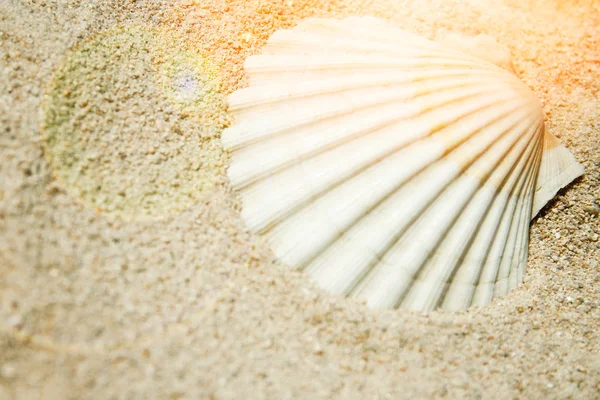 Seashells Stock Photos, Royalty Free Seashells Images | Depositphotos