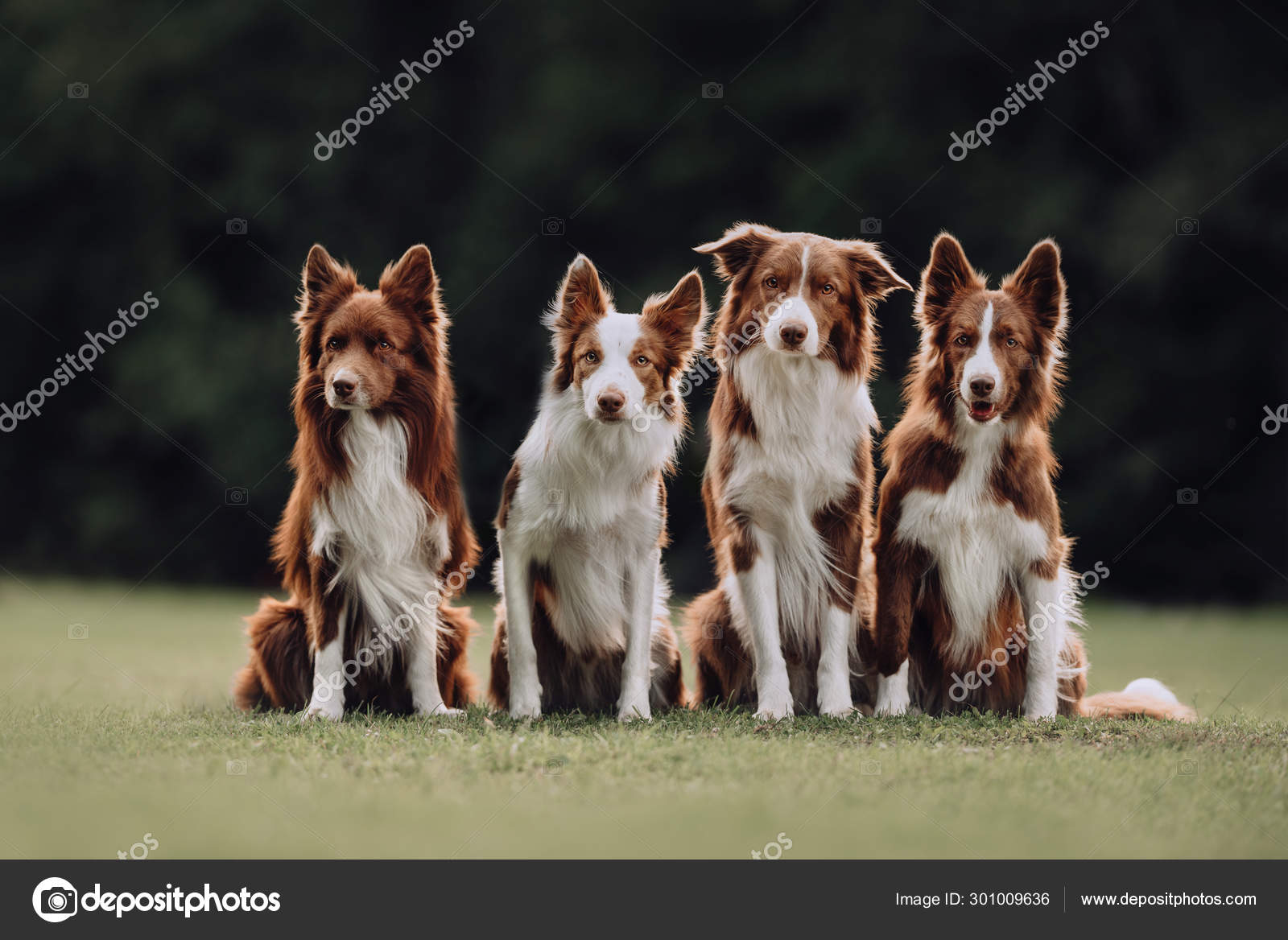 Four border collie dogs sitting next to each other — Stock Photo ...