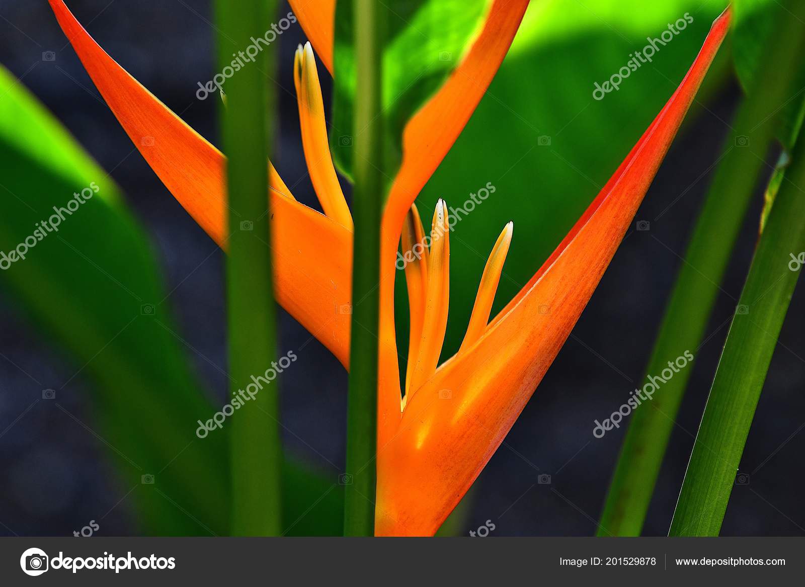 Heliconia Psittacorum Golden Torch Flowers Leaves Tropical Flowers ...