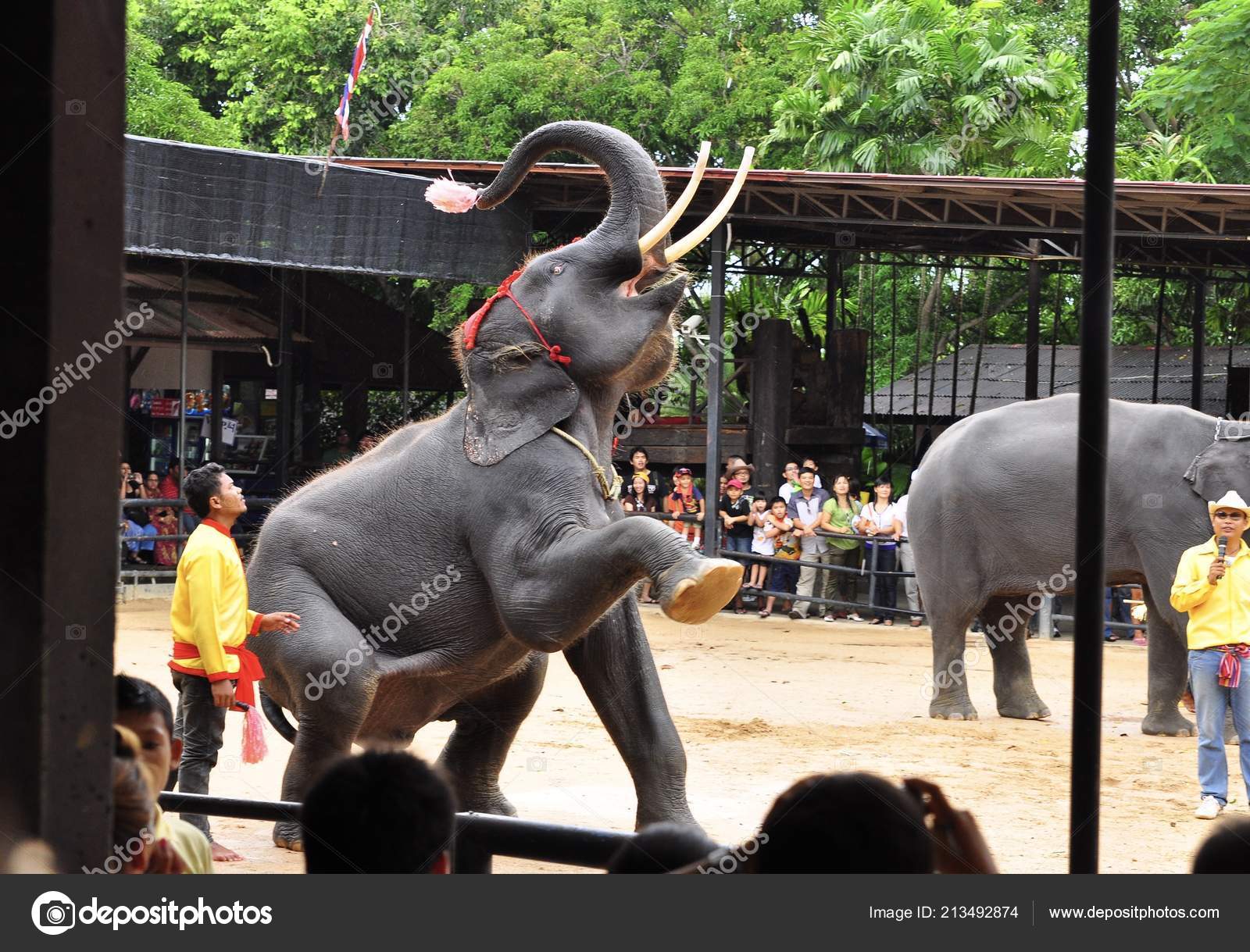 Elephant Show Thailand — Stock Editorial Photo © Sava312 #213492874