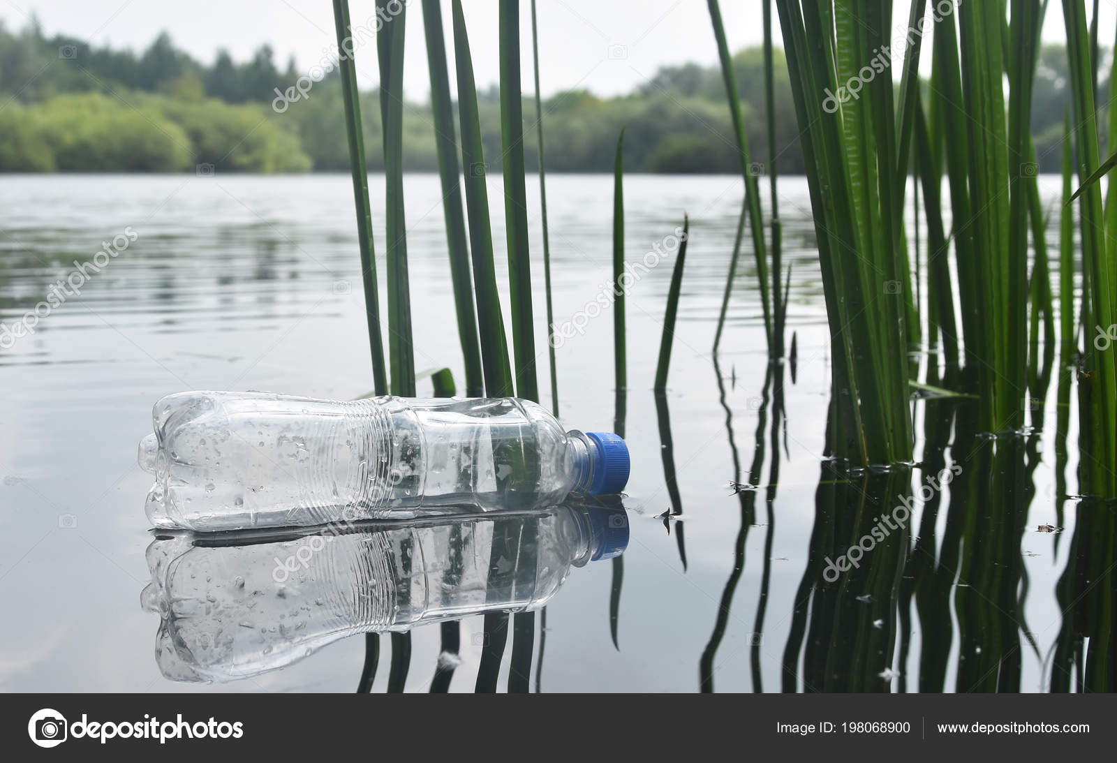 Carelessly Discarded Plastic Water Bottle Floats Amongst Reeds Lake ...