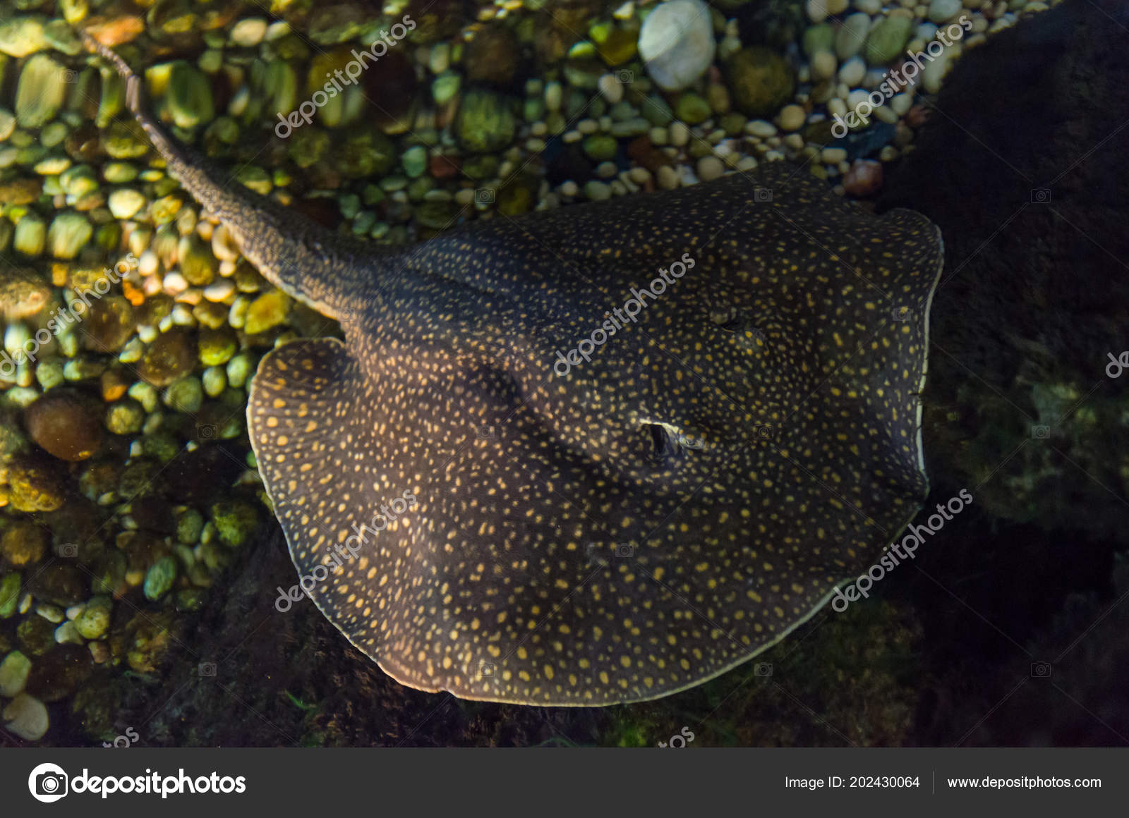 Beautiful Common Stingray Freshwater River Stock Photo by ©Thisantors ...