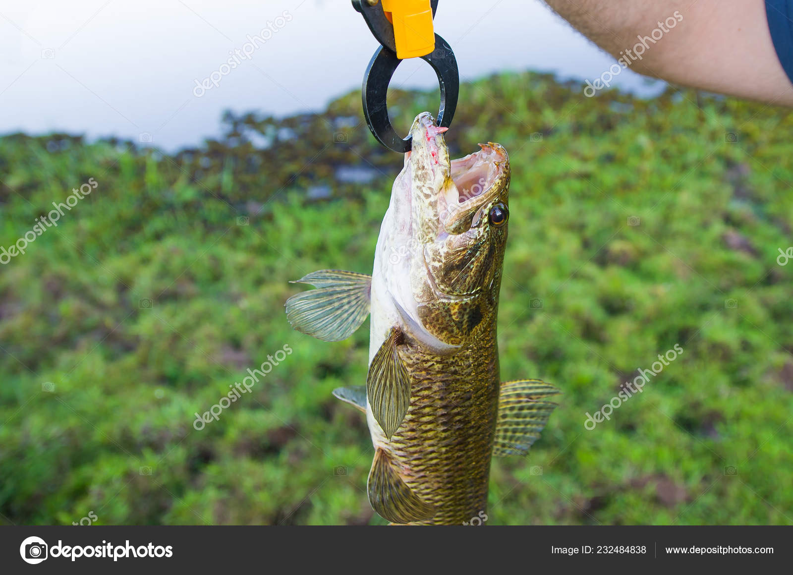 Fisherman Showing Fish Caught Artificial Bait Traira Fish Hoplias ...