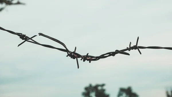 Barbed wire Images - Search Images on Everypixel