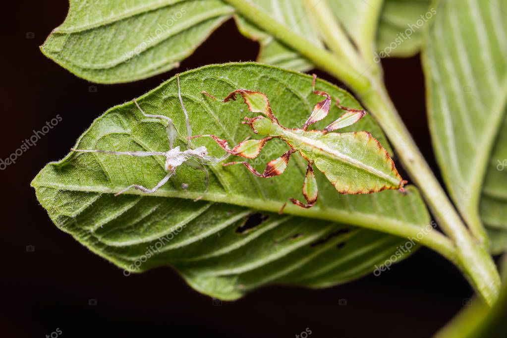 Primer plano del insecto joven (ninfa) de la hoja (Phyllium westwoodi ...