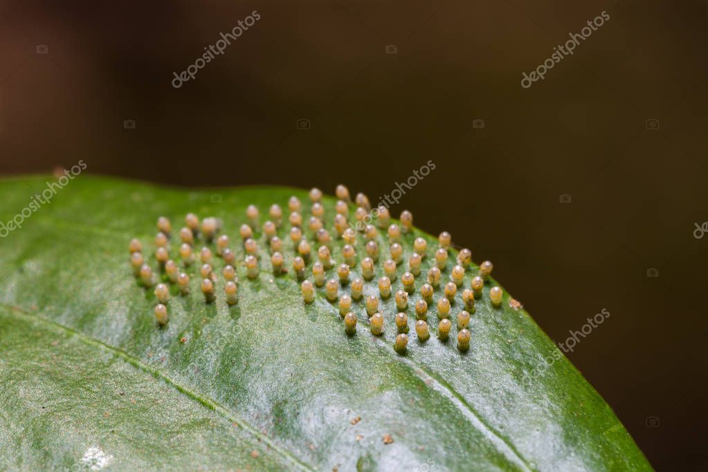 Primer plano de los huevos de mariposa Redspot Jezabel (Delias ...