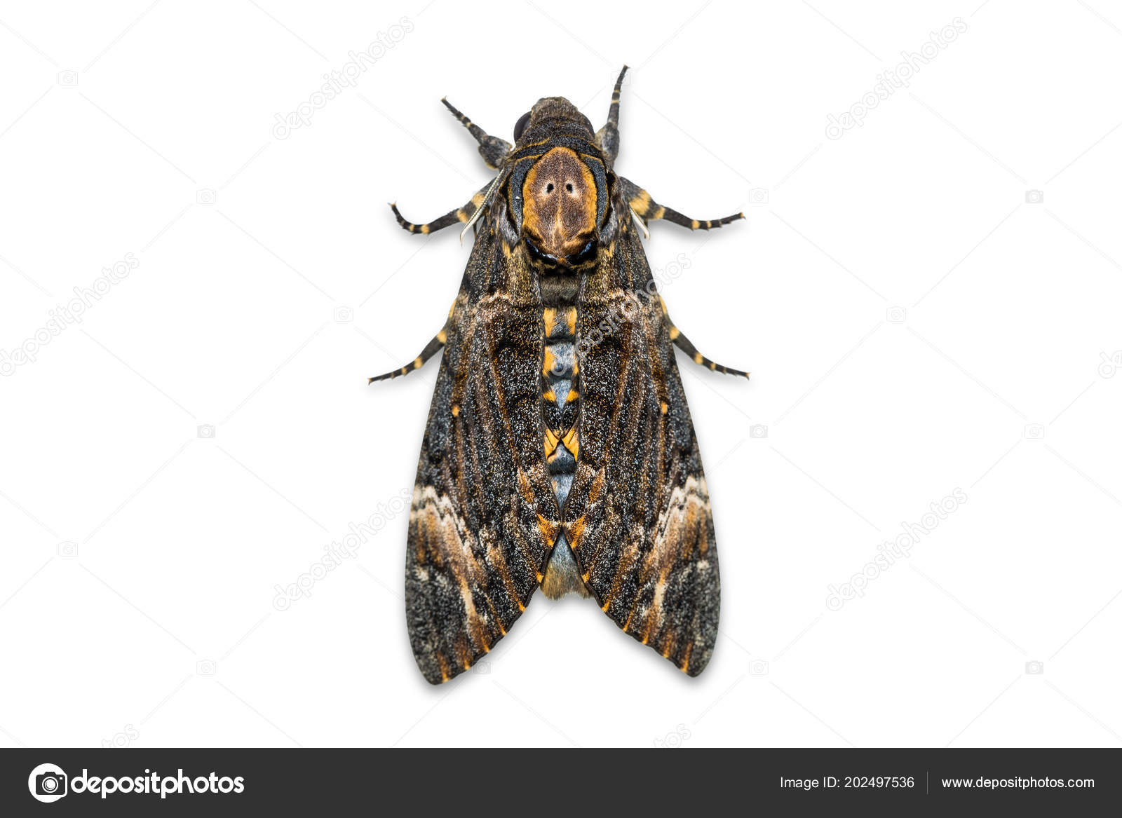 Close Lesser Death's Head Hawkmoth Acherontia Styx Dorsal View Isolated ...