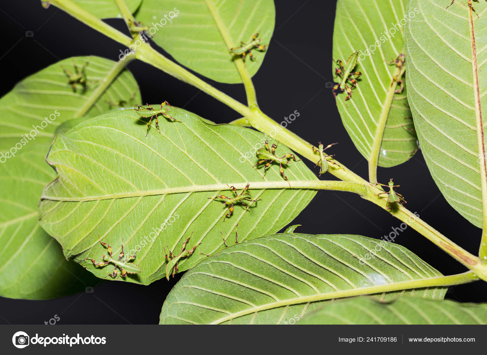 Close Young Leaf Insect Phyllium Westwoodi Host Plant Leaves Stock ...