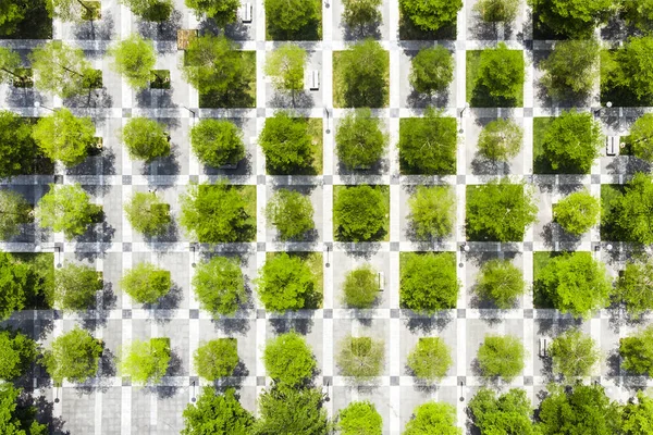 Regular Urban Design. Top View of Chess Squares Green Trees and ...