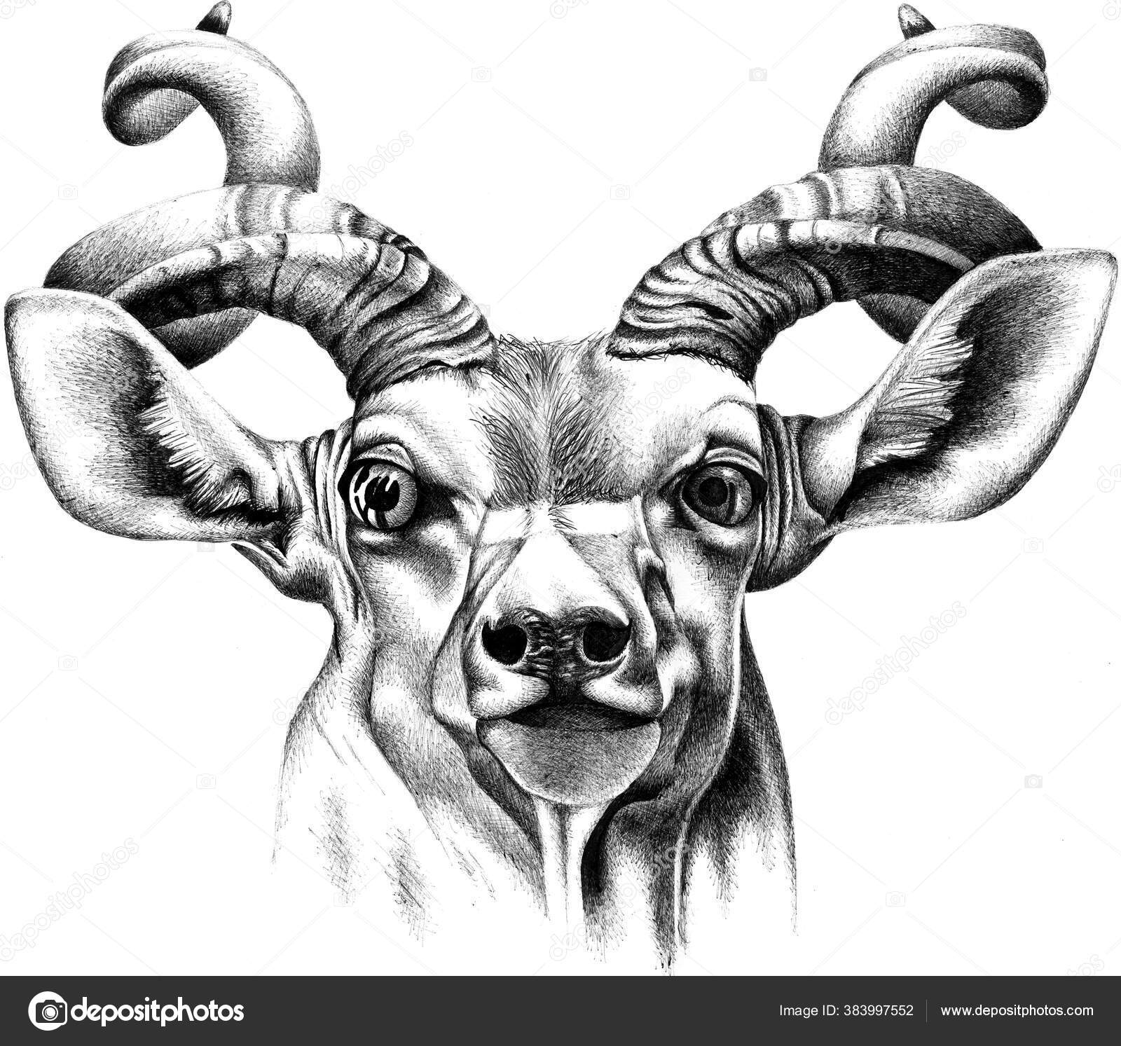 Detailed Pen Ink Line Drawing South African Kudu — Stock Photo ...