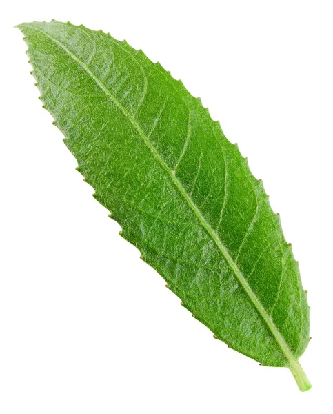 Almond leaves Stock Photos, Royalty Free Almond leaves Images ...