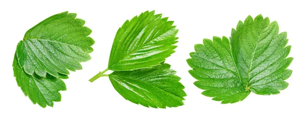 Hojas de fresa fotos de stock, imágenes de Hojas de fresa sin royalties ...