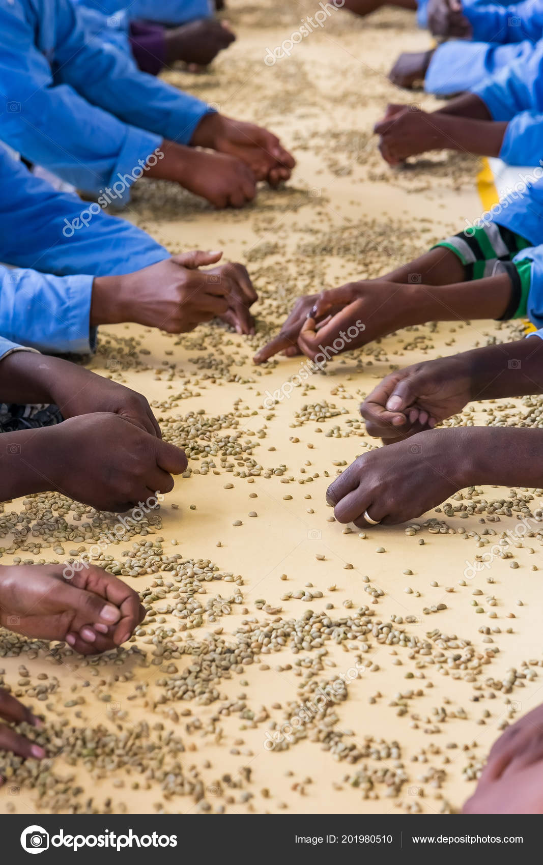 Close Workers Hands Picking Beans Production Line Coffee Bean Factory ...