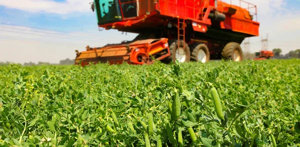 Commercial Pea Farming with a Combine Harvester – Stock Editorial Photo ...