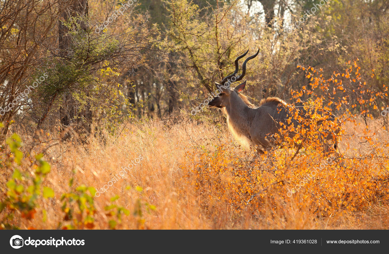 African Kudu Bull Ram Antelope Buck South African Wildlife Reserve ...
