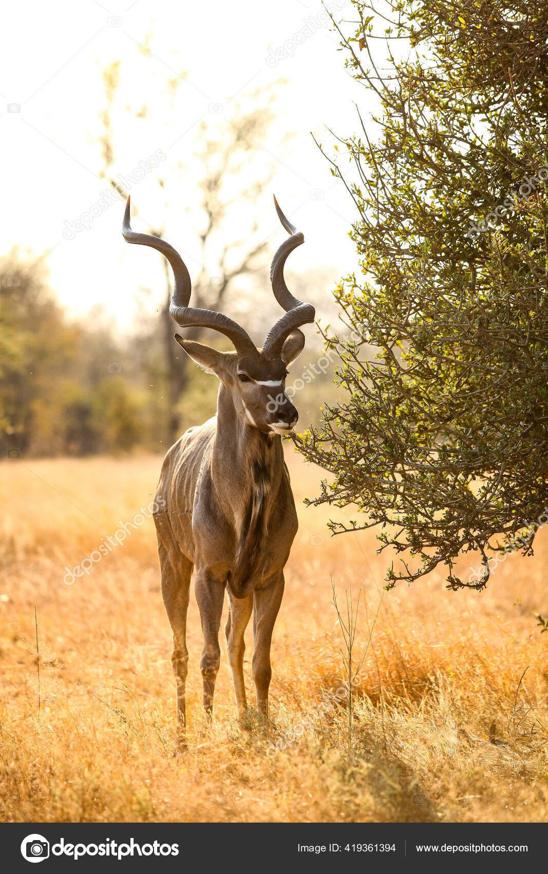 African Kudu Bull Ram Antelope Buck South African Wildlife Reserve ...