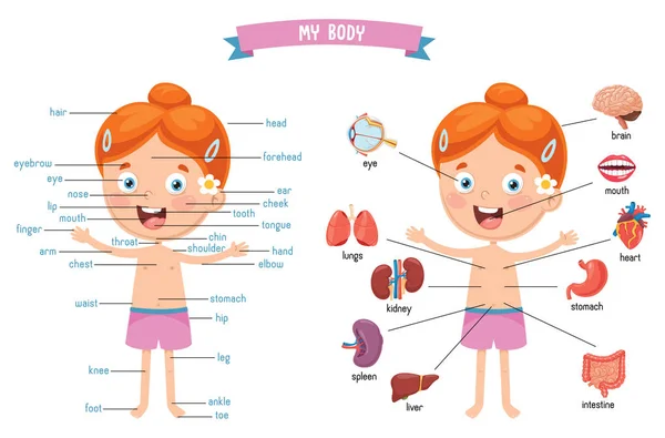 Healthy body Vector Art Stock Images | Depositphotos