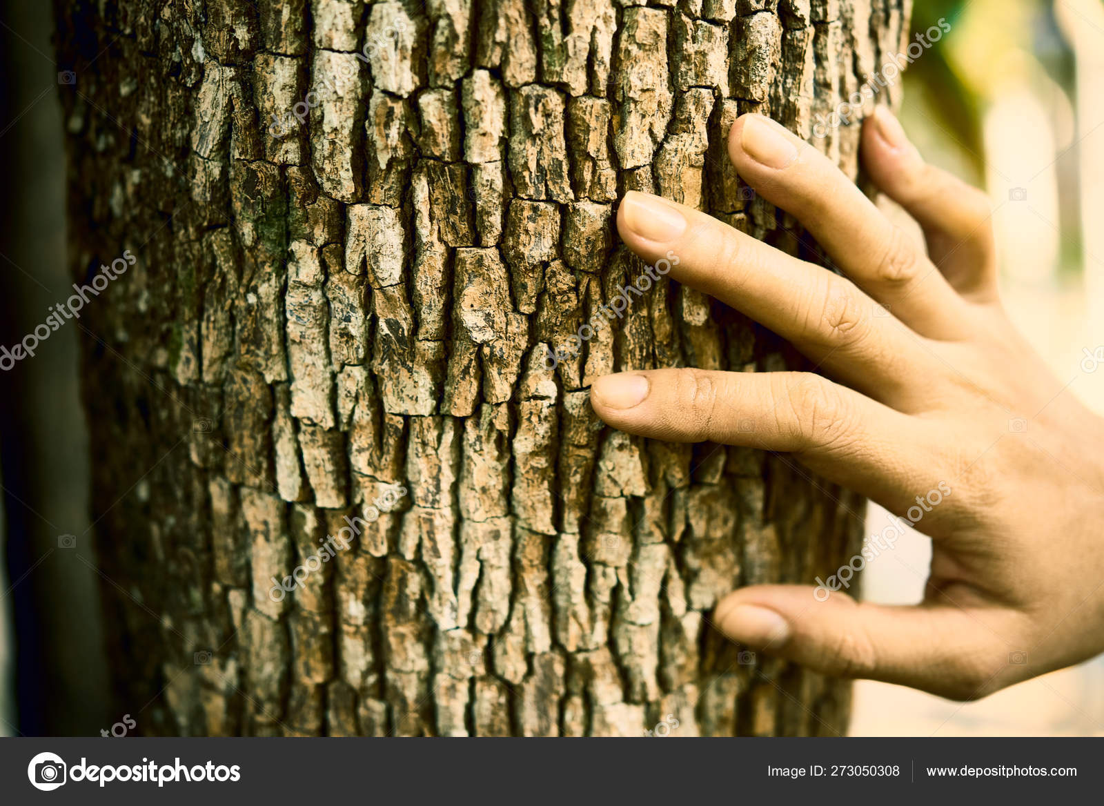 Close Image Person Touching Tree Trunk Forest Stock Photo by ...