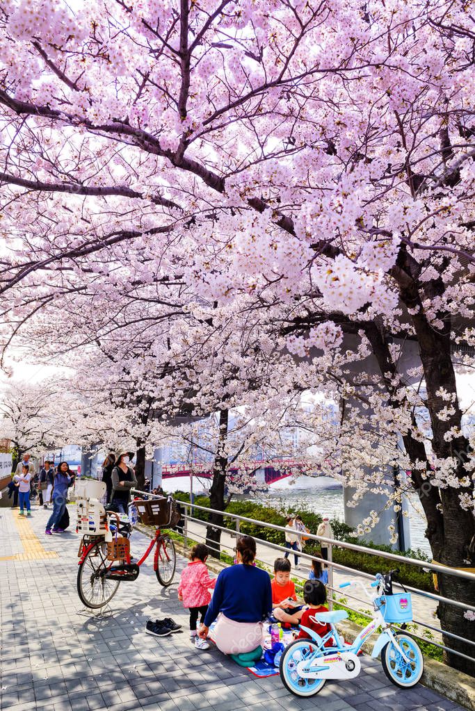 TOKIO JAPÓN - 27 DE MARZO DE 2018: Sumida ribera del río, madre ...