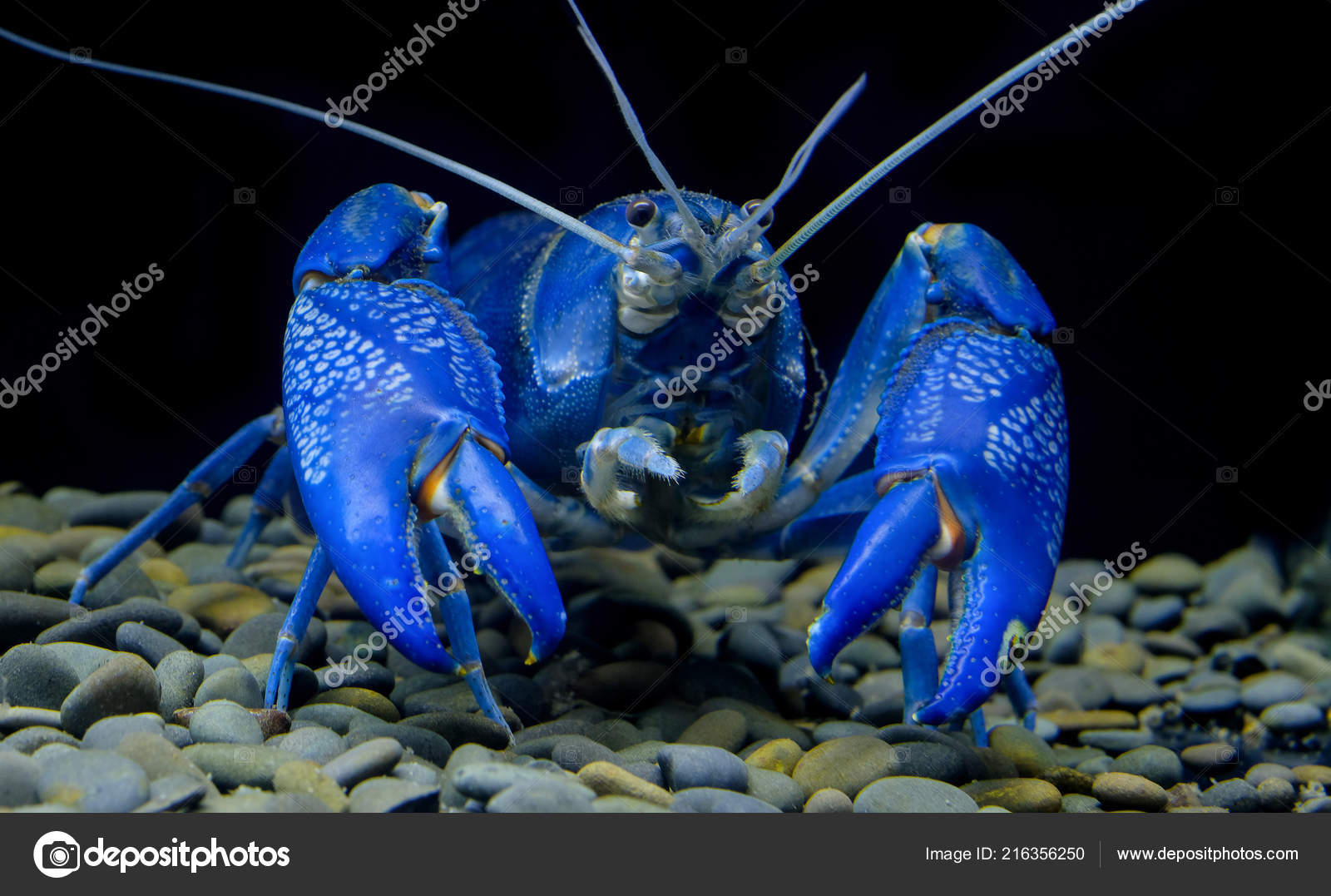 Blue Crayfish Aquarium