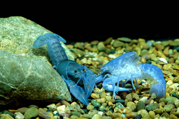 Blue florida crayfish Stock Photos, Royalty Free Blue florida crayfish ...