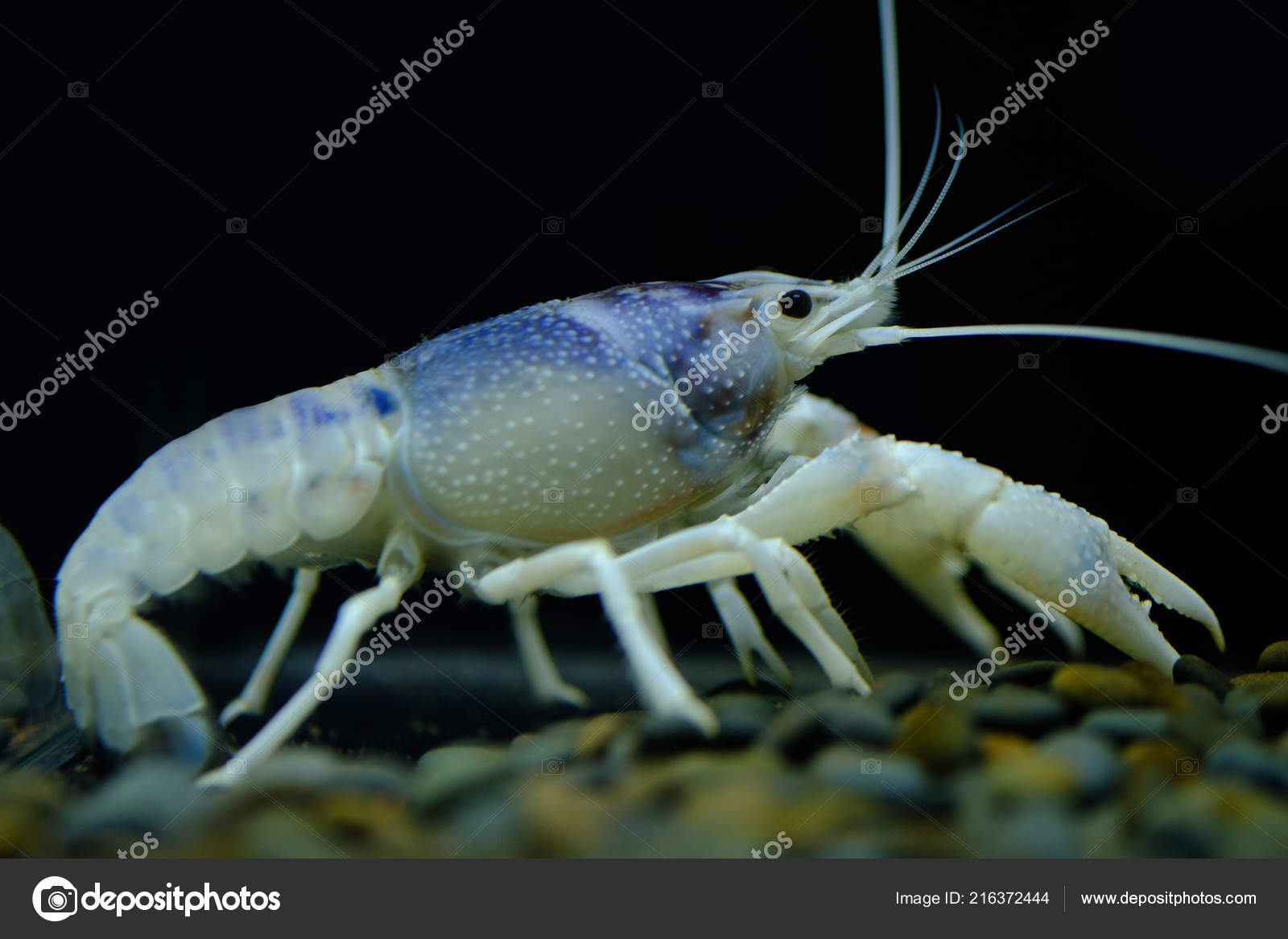 Procambarus Clarkii Ghost
