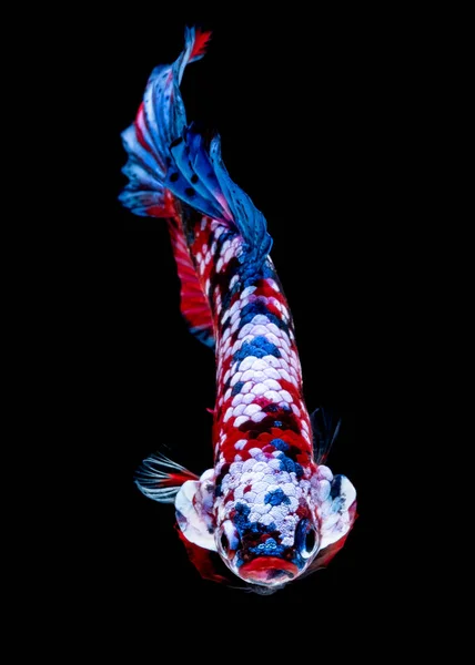 Dragonfish Stock Photos, Royalty Free Dragonfish Images | Depositphotos