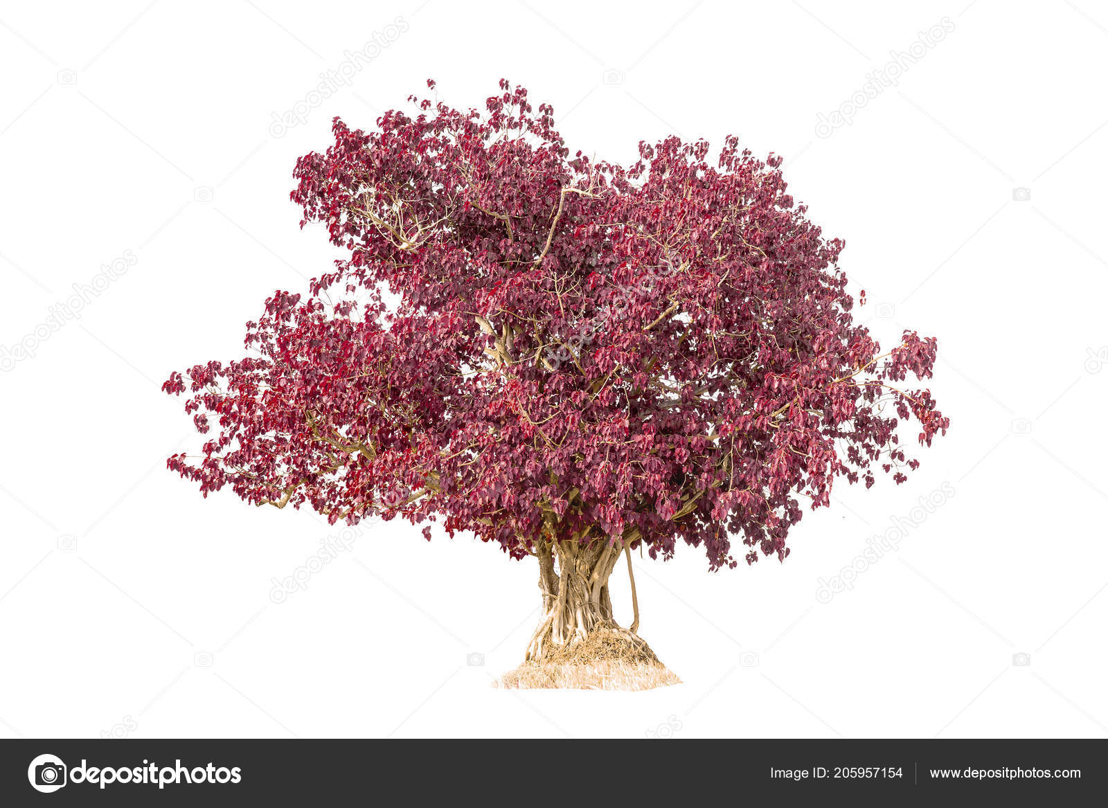 Pink Tree Isolated White Background Stock Photo by ©bumbumbo 205957154