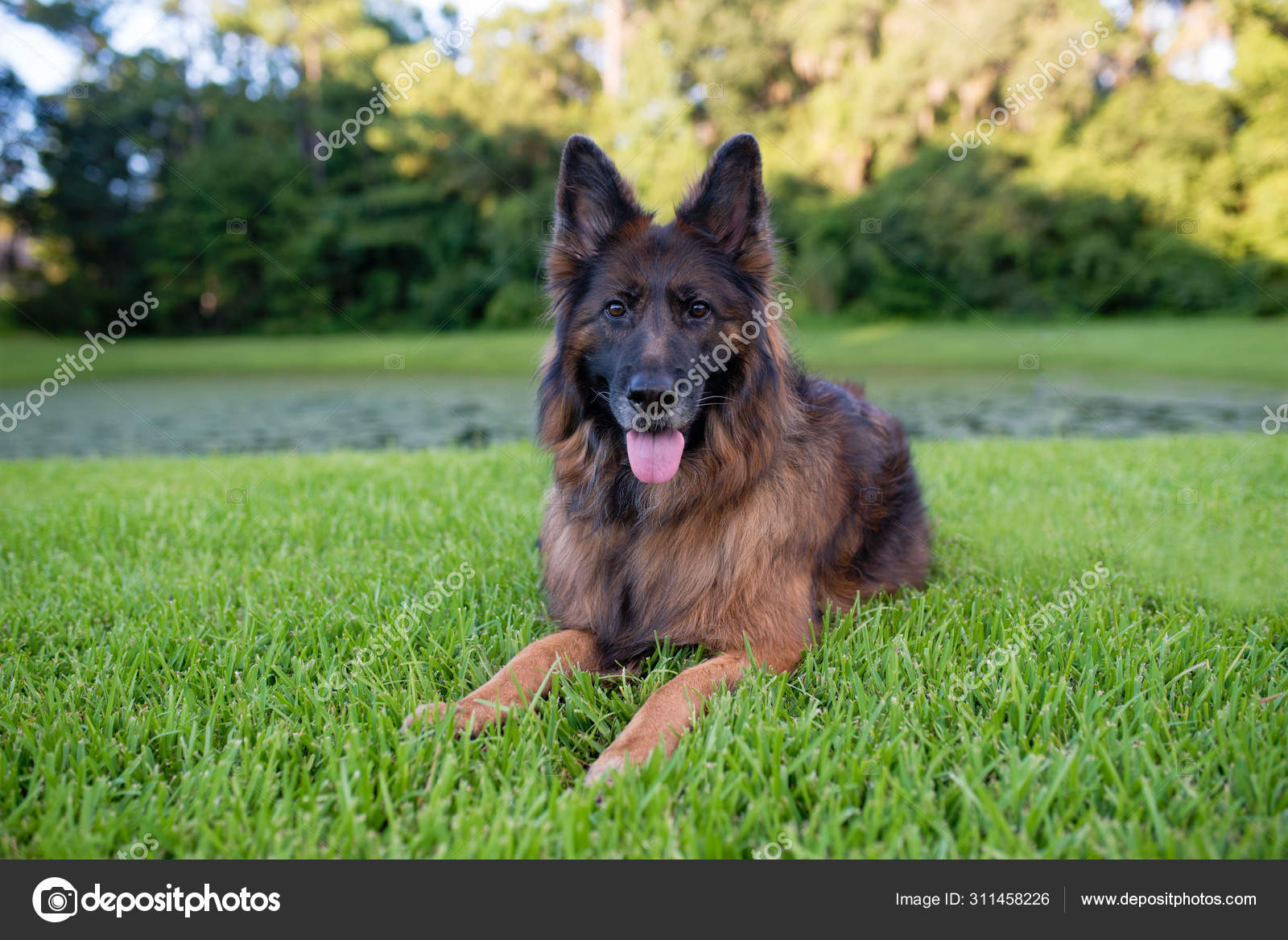 German Shepherd Red And Black