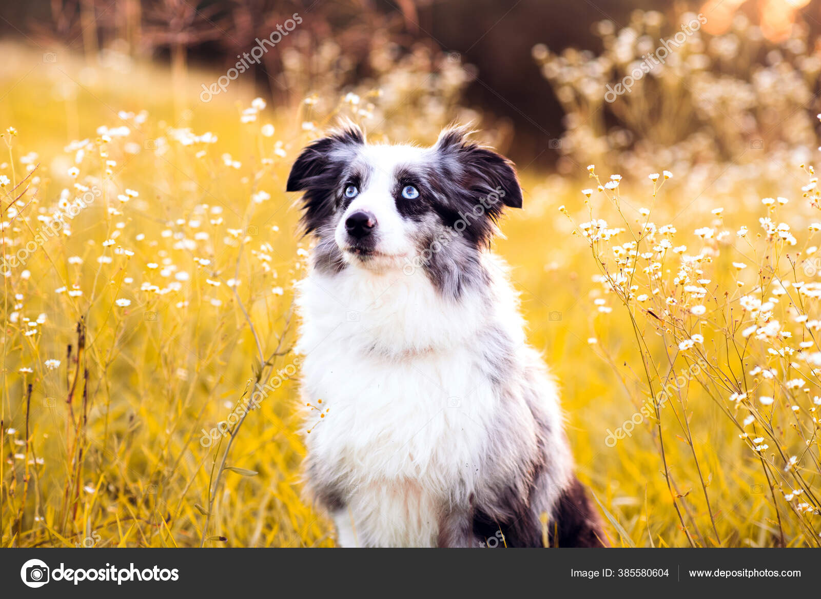 Australian Shepherd Mini Grey White Aussie Blue Eyes Stock Photo by ...