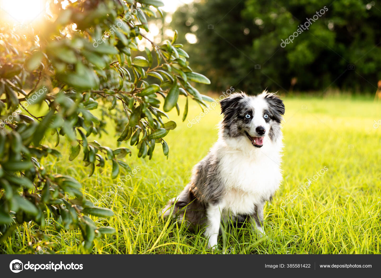 White Australian Shepherd Blue Eyes