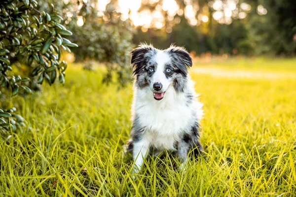 White Australian Shepherd Blue Eyes