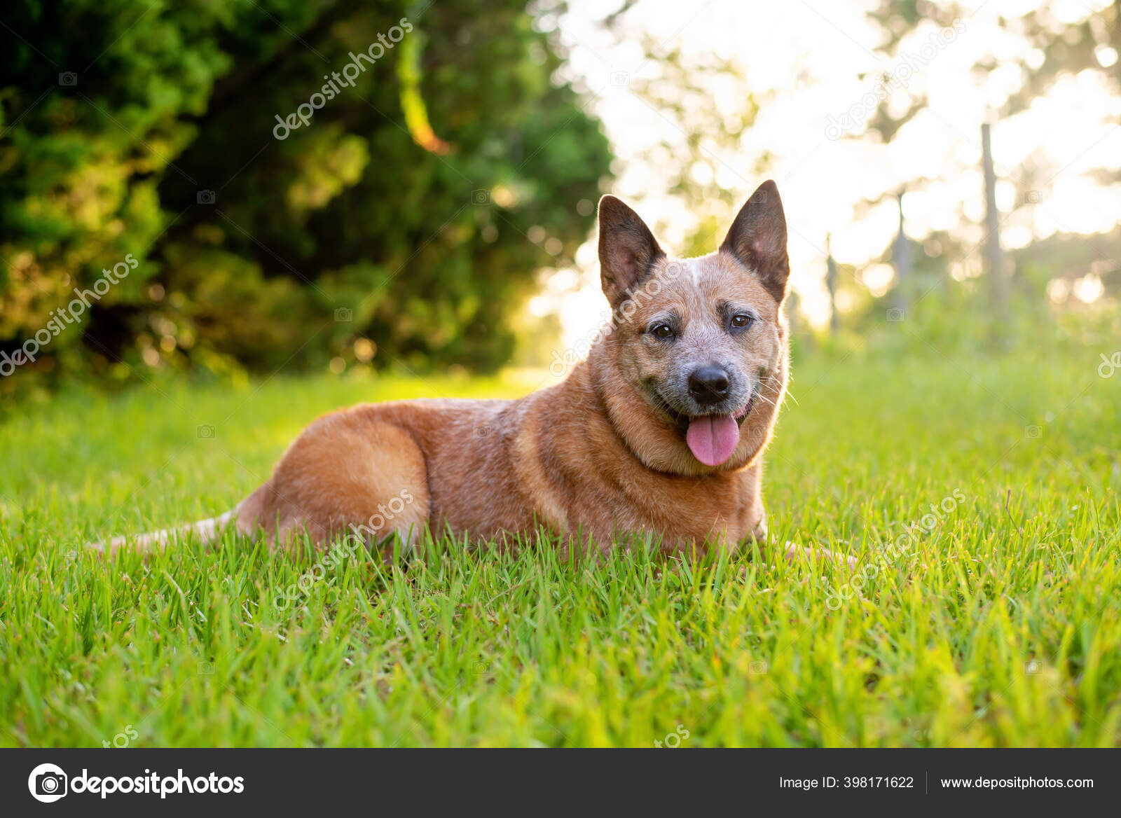 How Intelligent Is A Australian Cattle Dog