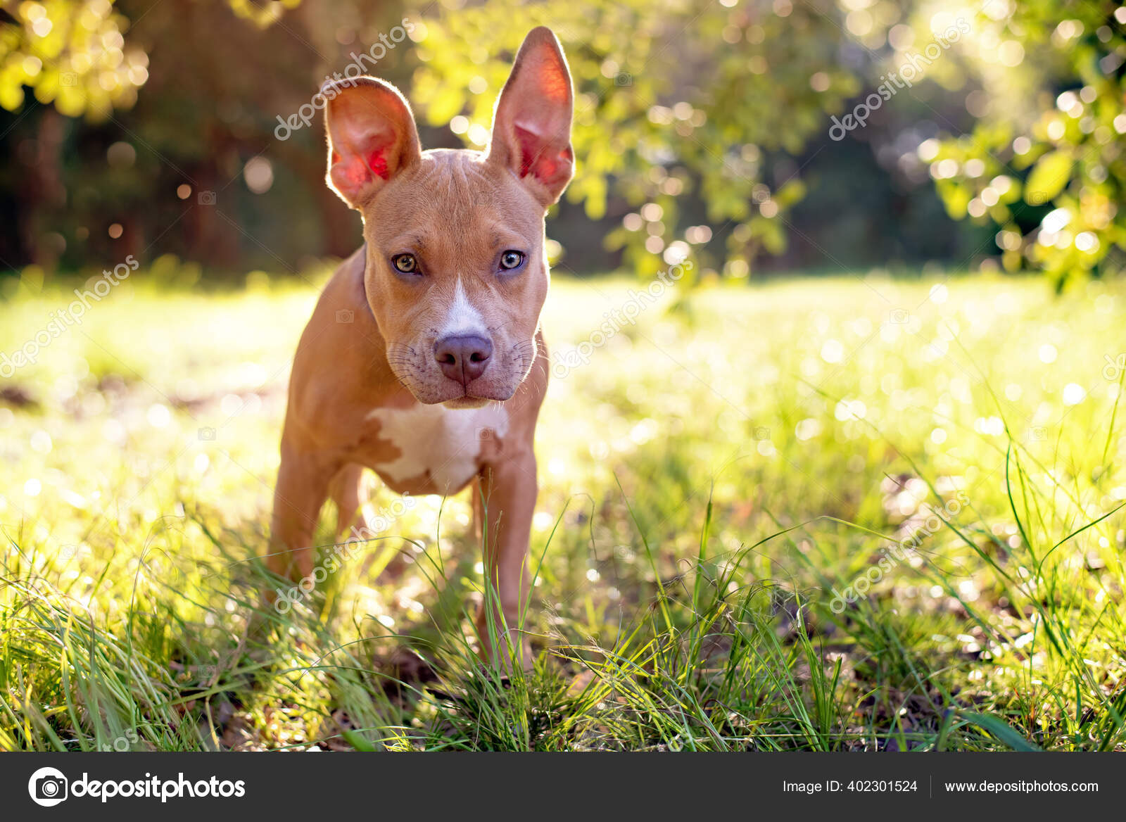 Tan And White Pitbull Puppy