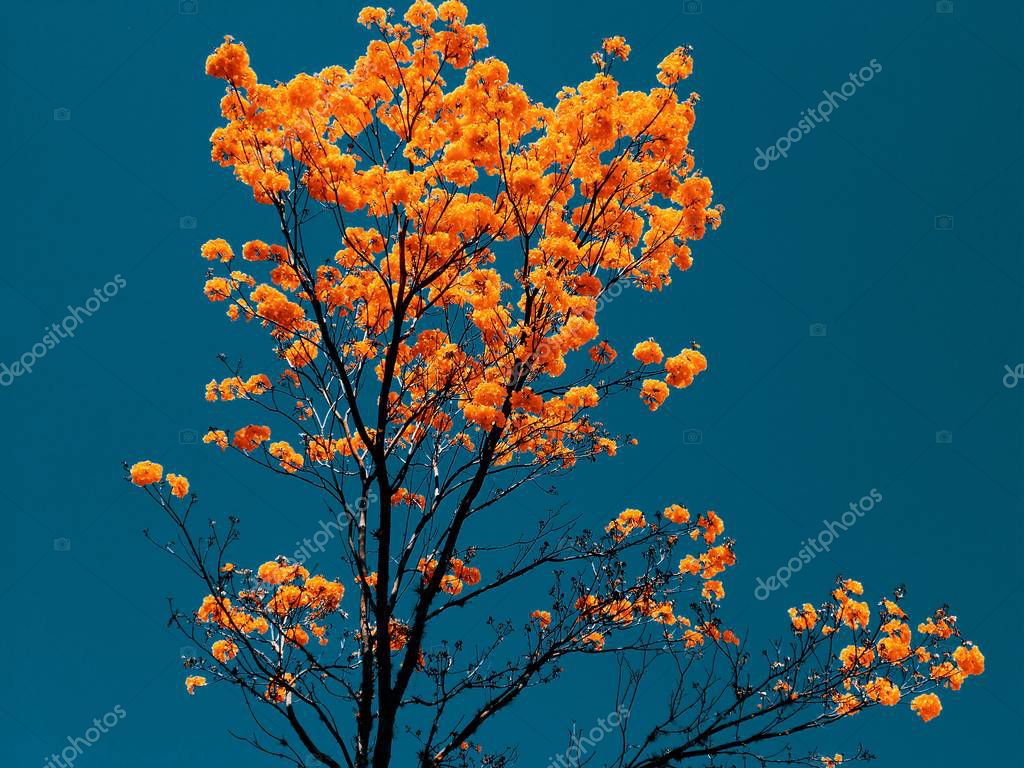 Handroanthus chrysanthus, conocida como flor amarilla Es un árbol ...