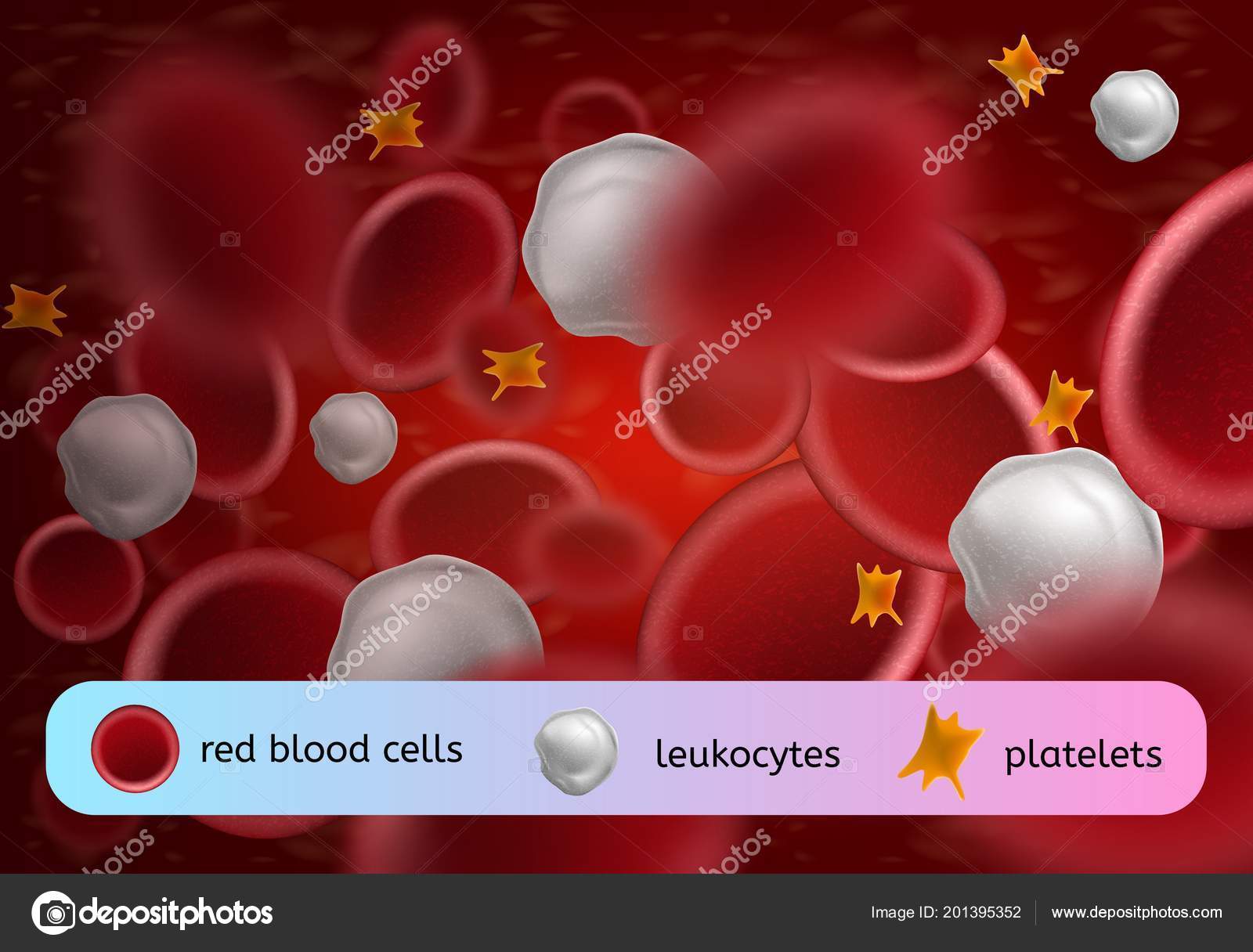 Blood Cells Types Realistic Vector Concept Stock Vector Image by ...